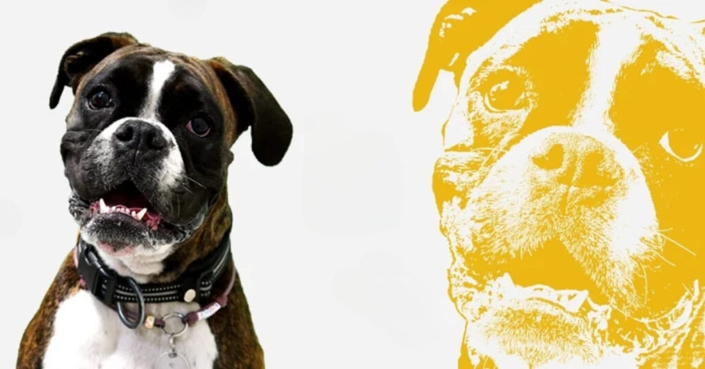 How to Convert Images to Vectors in Photoshop - Retouching Labs